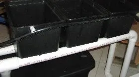 DIY Dutch Bucket Hydroponic System - FREE Plans