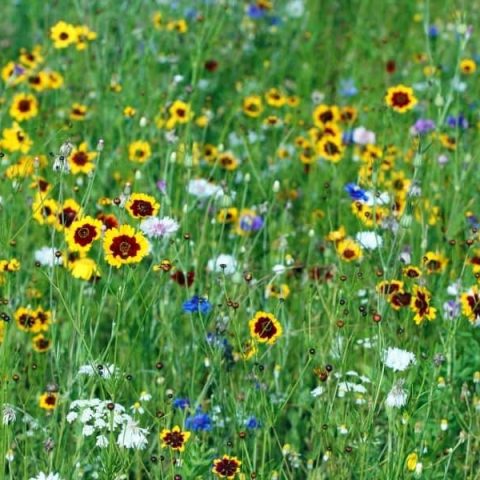 13 Captivating Flowers That Start With C