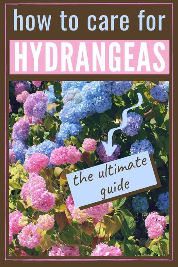 How To Care For Hydrangeas - The Ultimate Guide To Stunning Hydrangea ...