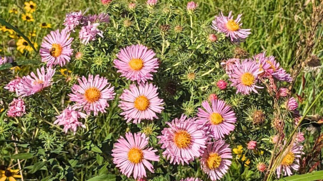 11 Invasive Plants In South Carolina Yards (And 22 Natives To Plant ...