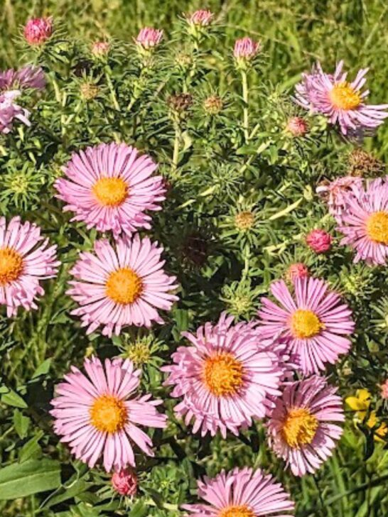 When Do Hummingbirds Migrate? Quick Guide To Spring And Fall Hummer ...