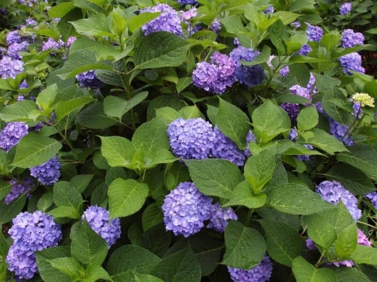 How To Care For Hydrangeas - The Ultimate Guide To Stunning Hydrangea ...