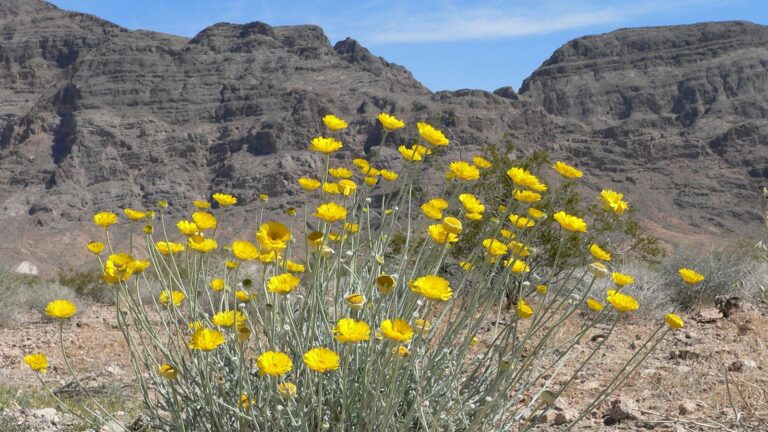 14 Dazzling Flowers That Start With D