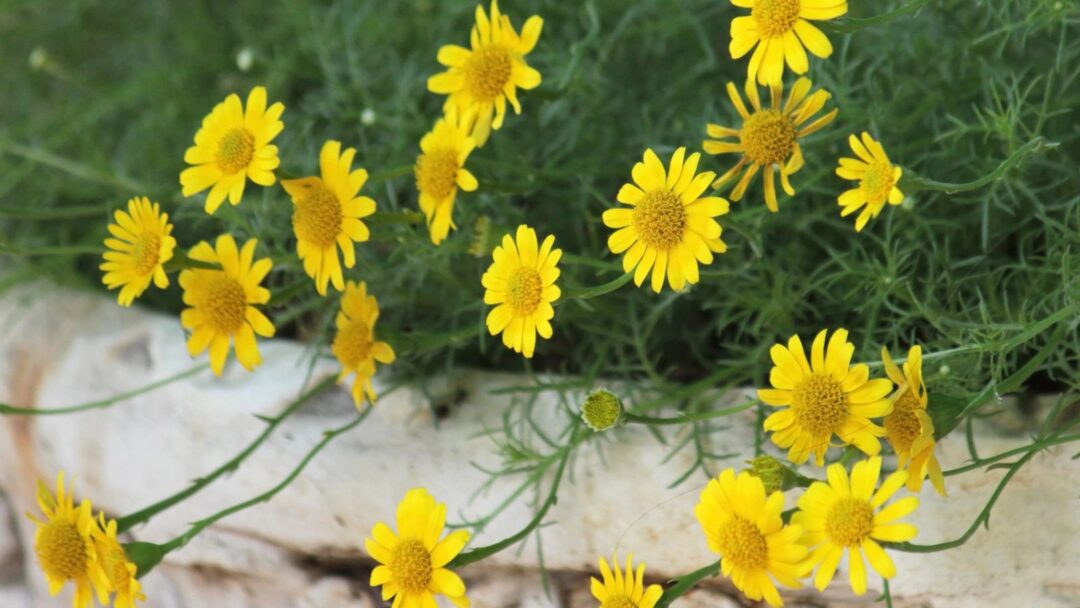 14 Dazzling Flowers That Start With D