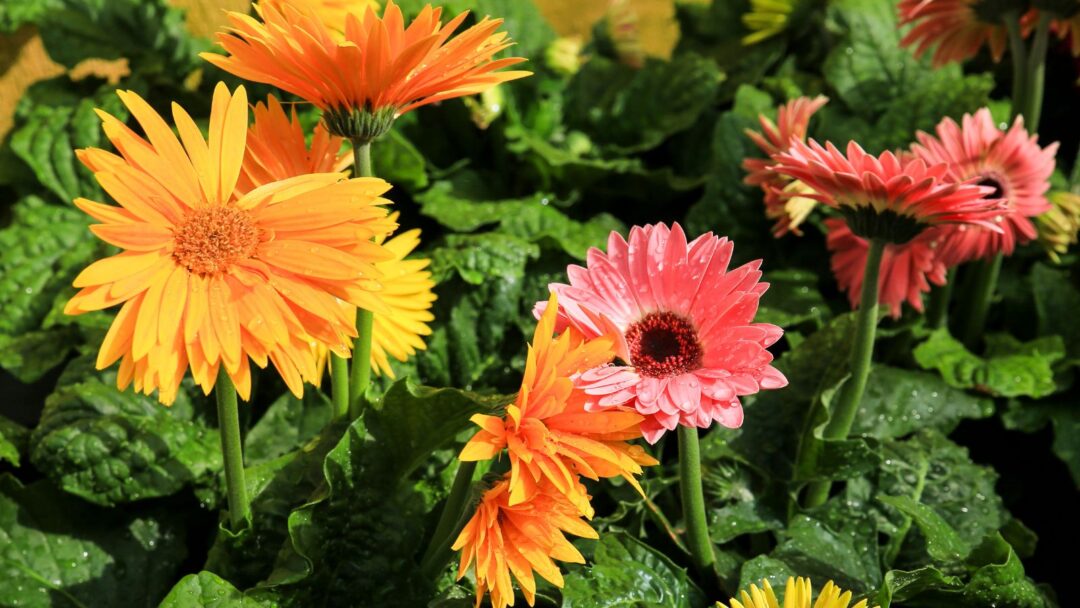 28 Daisies Types For All Kinds Of Gardens