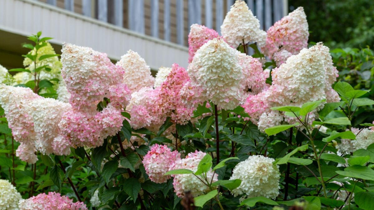5 Panicle Hydrangea Varieties You'll Love In Your Garden
