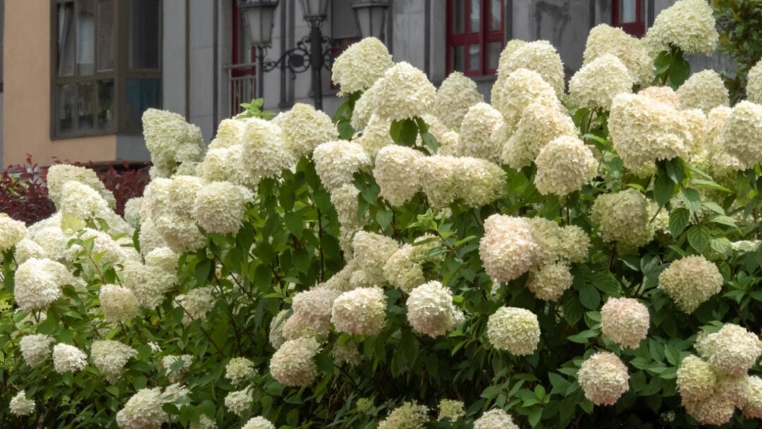 5 Panicle Hydrangeas That'll Look Great In The Garden
