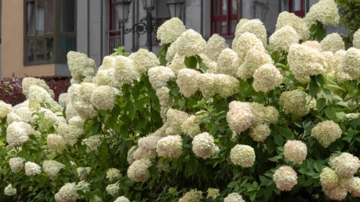 5 Panicle Hydrangeas That'll Look Great In The Garden