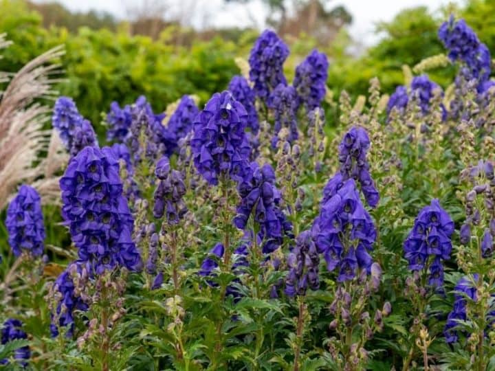 17 Best Shade Loving Perennials That Bloom All Summer