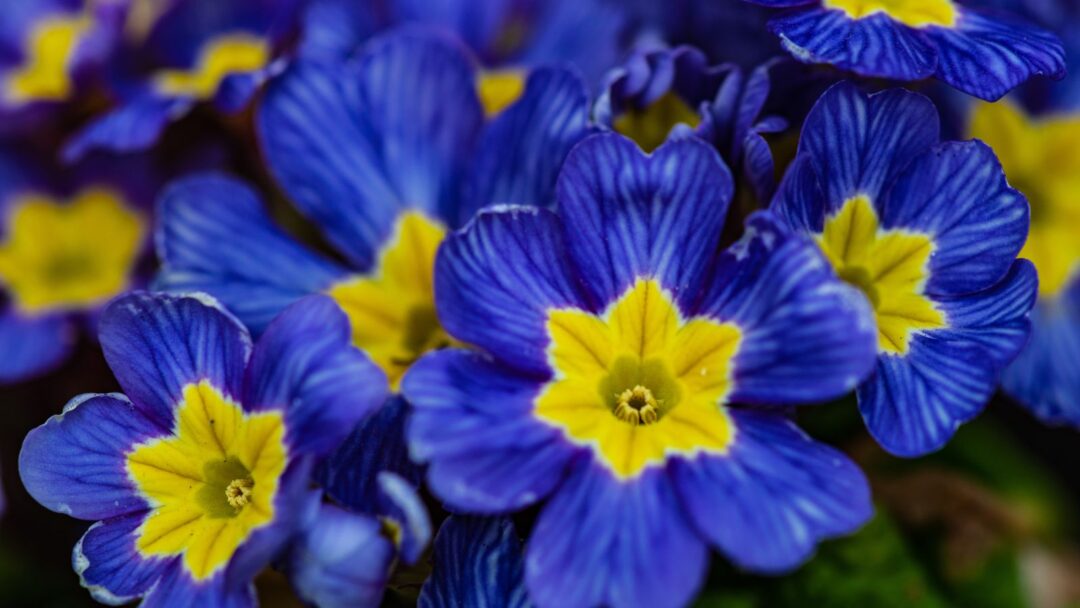 Best Shade-Loving Perennials For All Summer Blooms