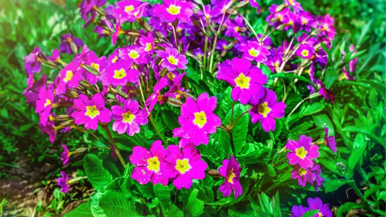 9 Pink Perennials That Love The Shade