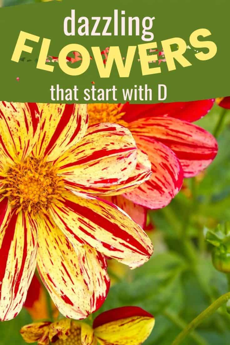 14 Dazzling Flowers That Start With D