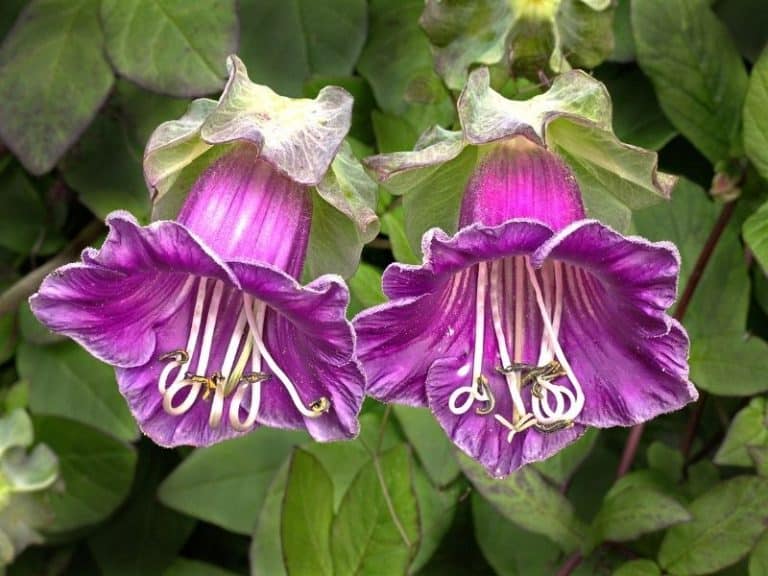14 Dazzling Flowers That Start With D