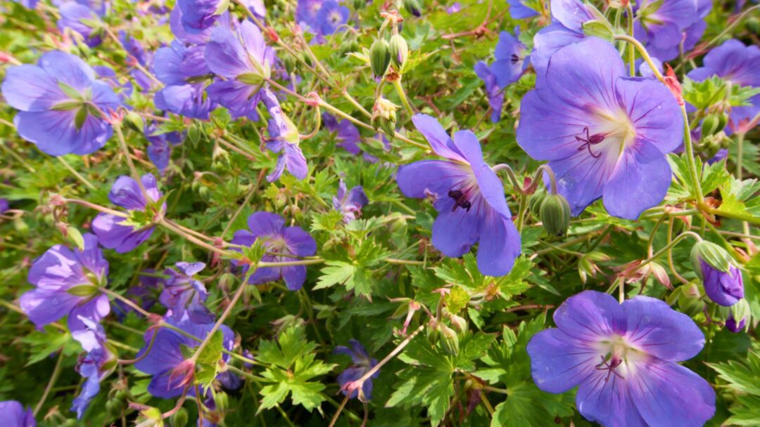 Best Shade-Loving Perennials For All Summer Blooms