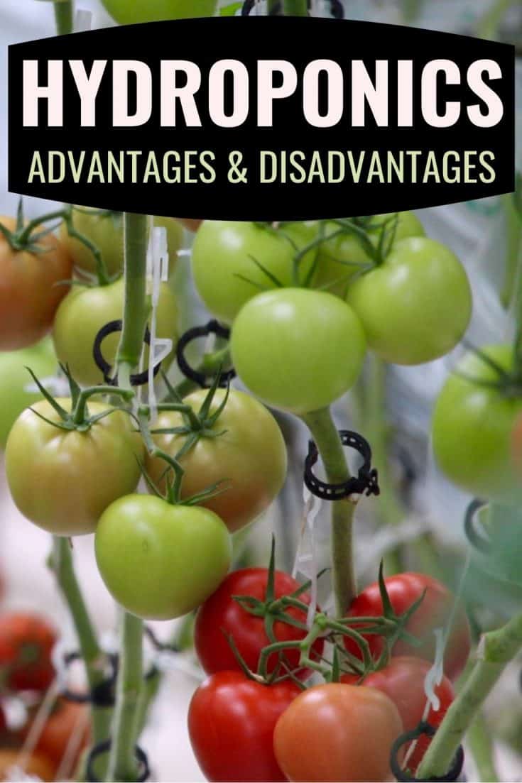 Hydroponics Advantages And Disadvantages