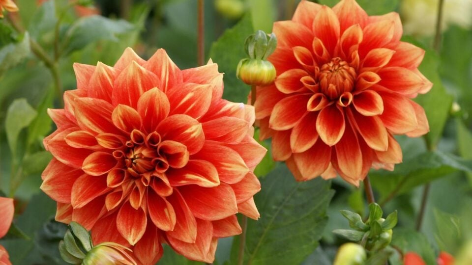 14 Dazzling Flowers That Start With D