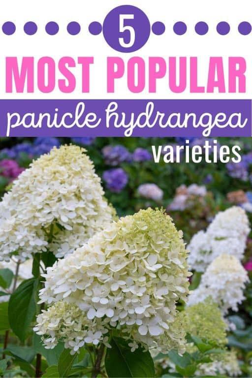 5 Panicle Hydrangea Varieties You'll Love In Your Garden