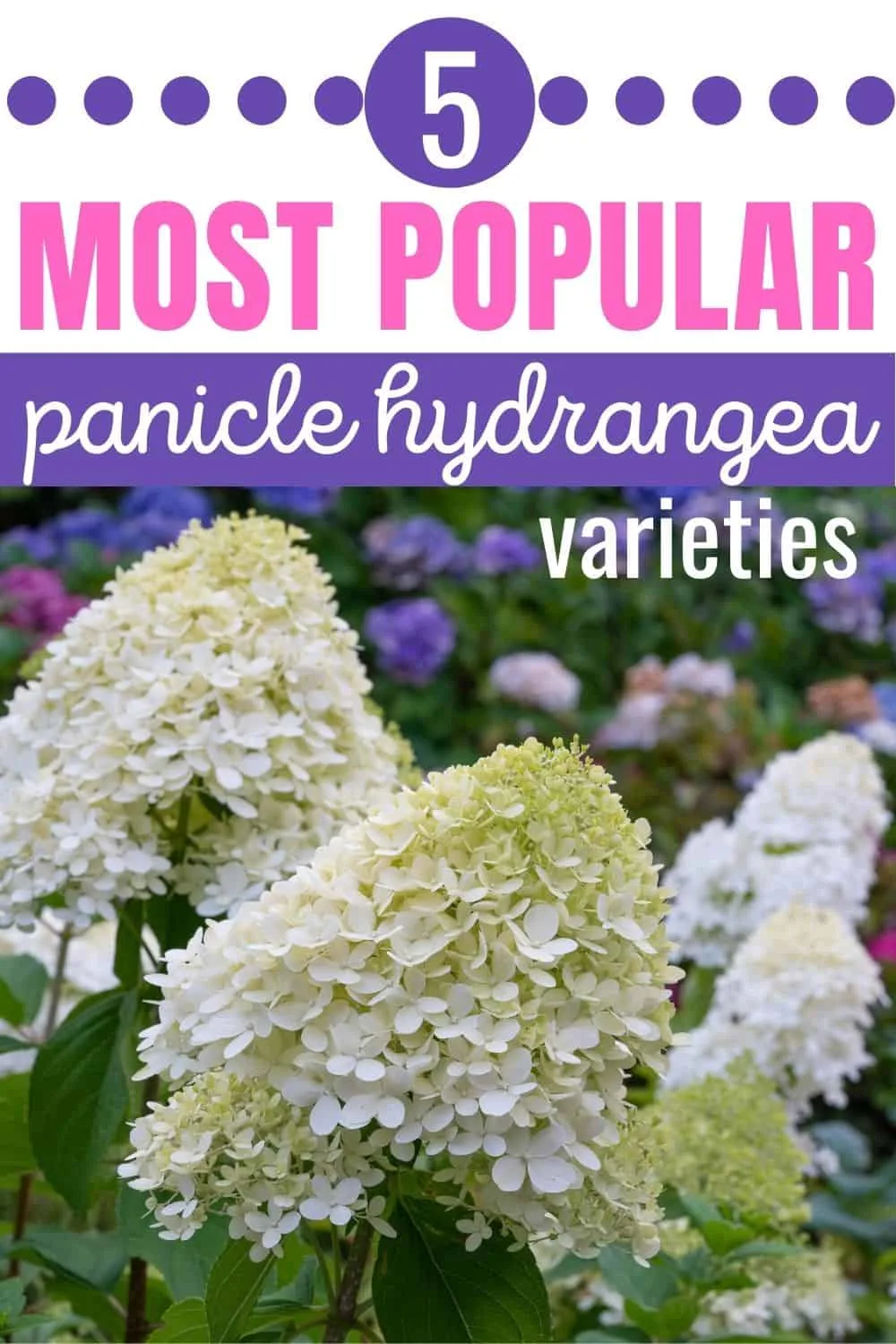 5 Panicle Hydrangea Varieties You'll Love In Your Garden