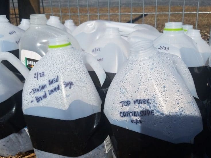 What Is Winter Sowing? A Simple Guide To Jump-Start Your Seed Planting