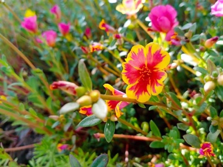 17 Magical Flowers That Start With M