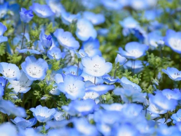 12 Notable Flowers That Start With N