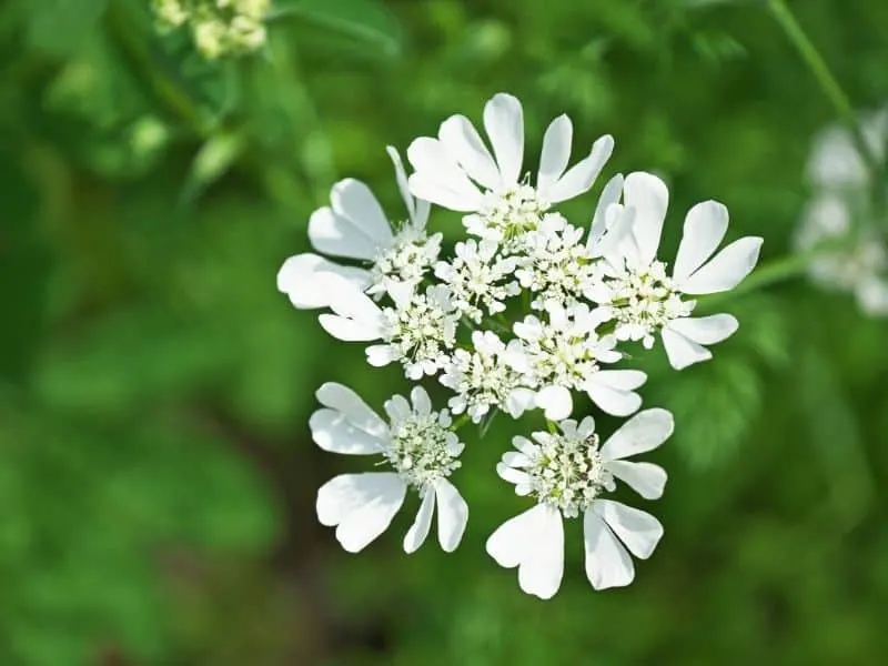 10 Outstanding Flowers That Start With O