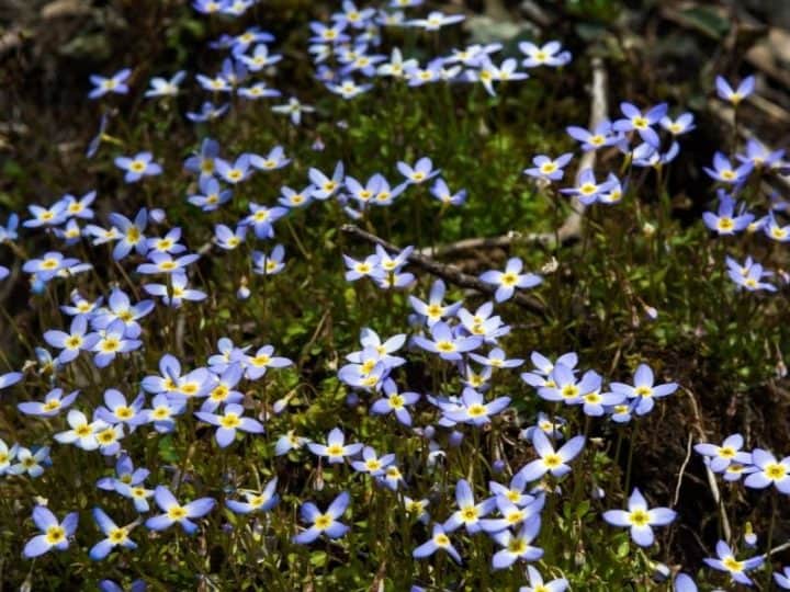 8 Queenly Flowers That Start With Q
