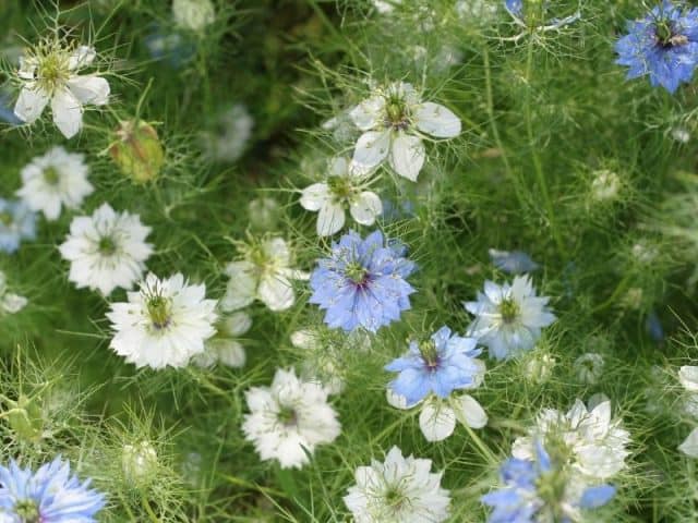 12 Notable Flowers That Start With N