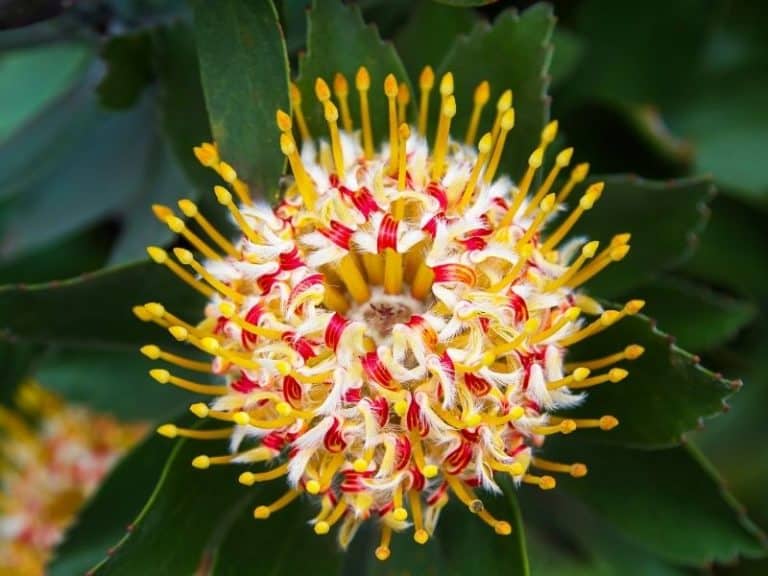 14 Pretty Flowers That Start With P