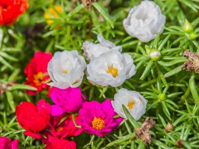 17 Magical Flowers That Start With M