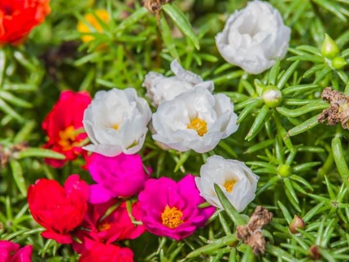 17 Magical Flowers That Start With M