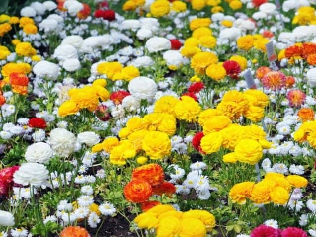 17 Remarkable Flowers That Start With R