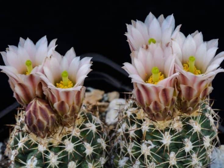 8 Unusual Flowers That Start With U