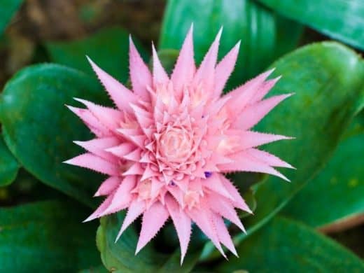 8 Unusual Flowers That Start With U