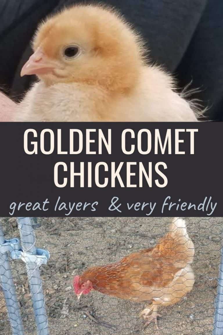 Golden Comet Chickens - What You Need To Know Before Getting Yours
