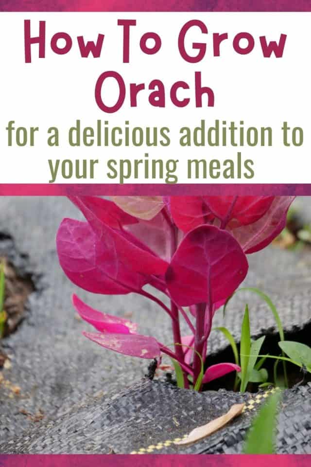 How To Grow Orach For A Delicious Addition To Your Spring Meals