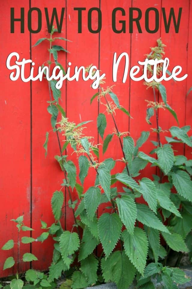 How To Grow Stinging Nettle - An Edible Wetland Plant