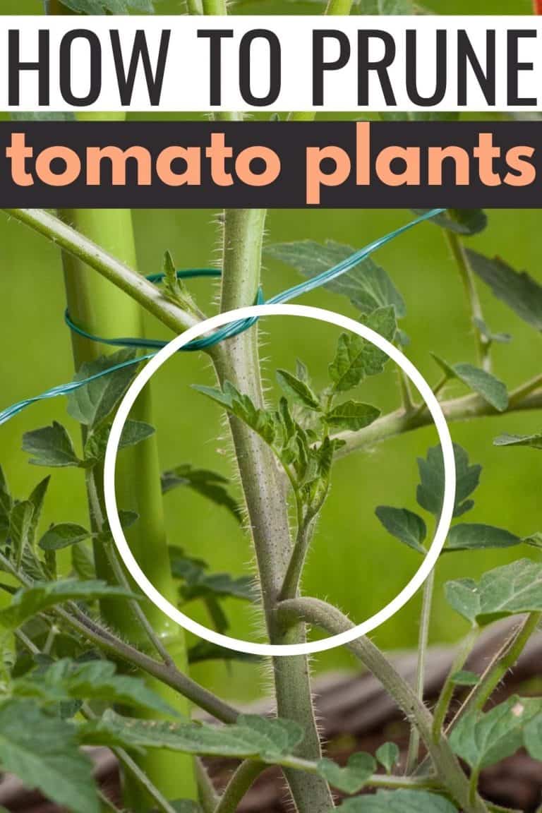 How To Prune Tomato Plants - A Simple, Straightforward Guide