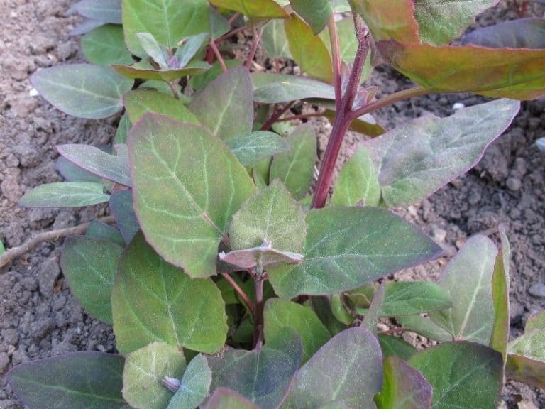 How To Grow Orach For A Delicious Addition To Your Spring Meals