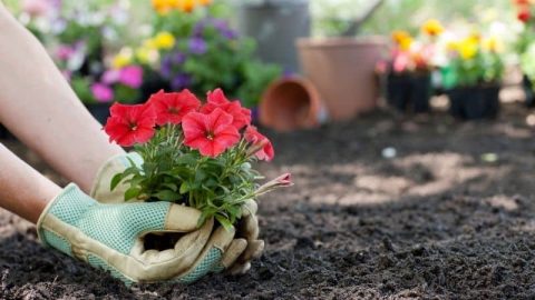 Celebrate Spring With Plant A Flower Day - Even With Snow Still On The ...