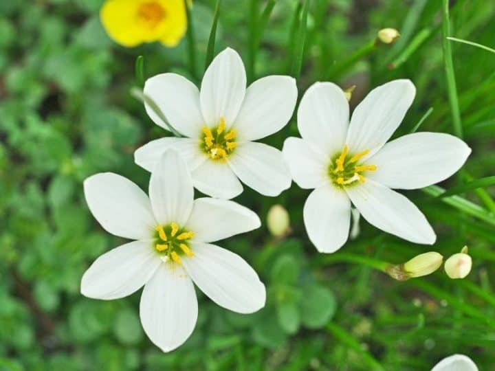 17 Remarkable Flowers That Start With R