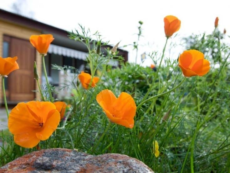 state-flowers-list-with-pictures