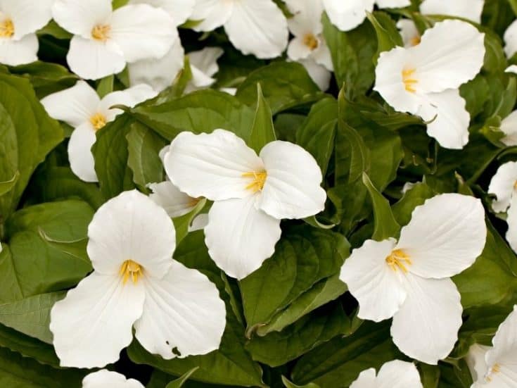 16 Wonderful Flowers That Start With W