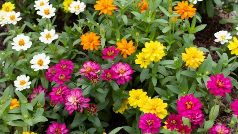 14 Fast-Growing Plants You Can Still Plant From Seed If You're Late To ...