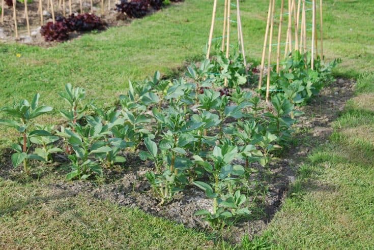 How To Grow Legumes For Food And To Increase Soil Nitrogen