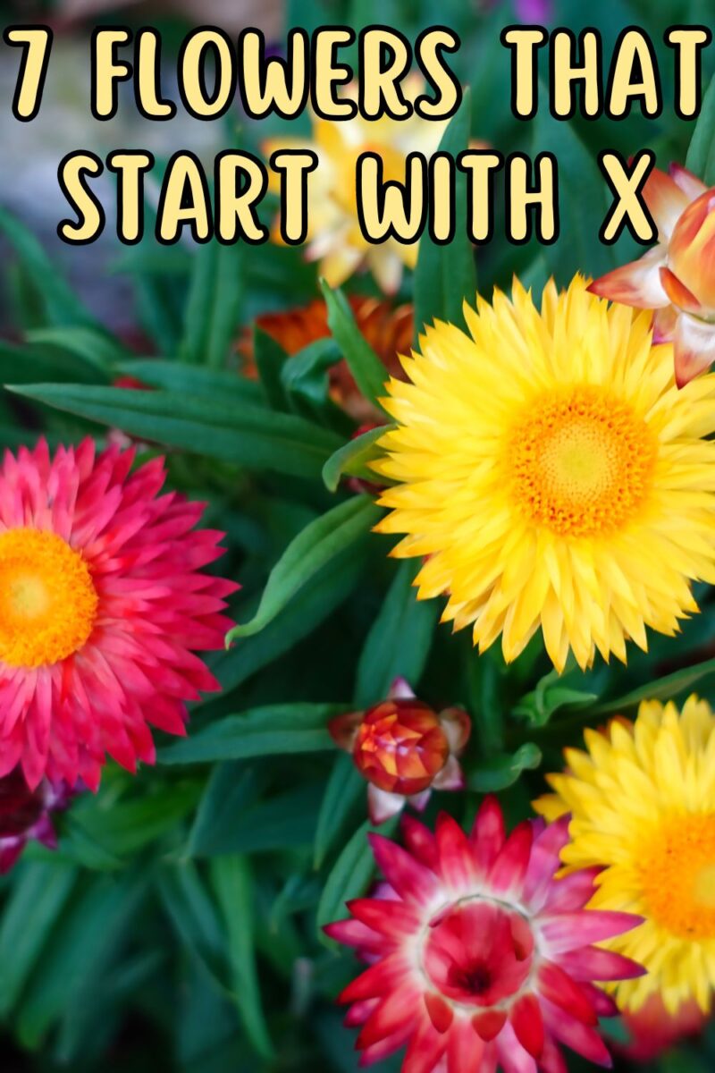 7 Extraordinary Flowers That Start With X