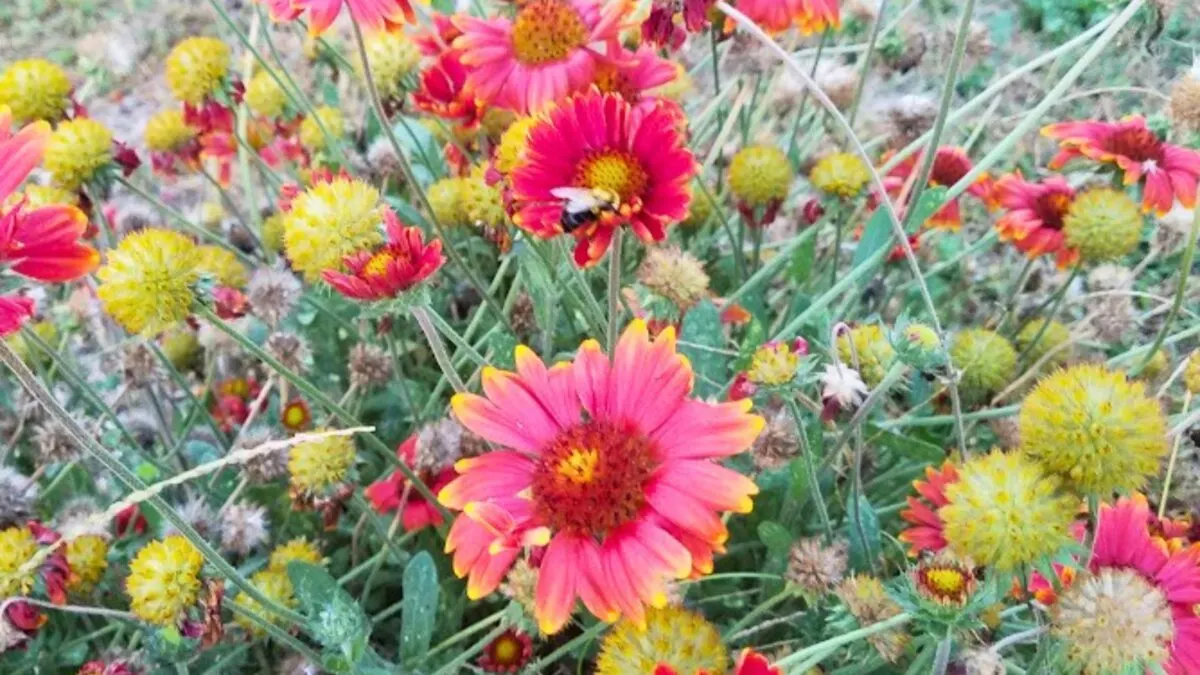 21 Long-Blooming Perennial Flowers For A Gorgeous Care-Free Garden