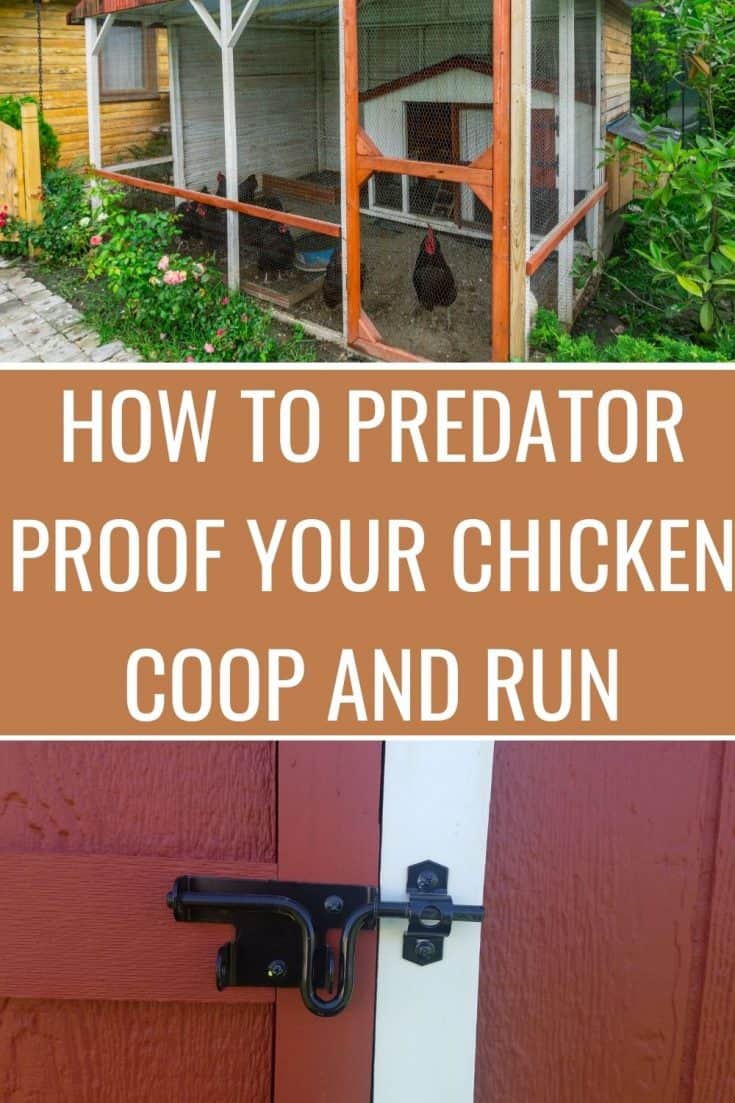 How To Predator Proof The Chicken Coop And Run