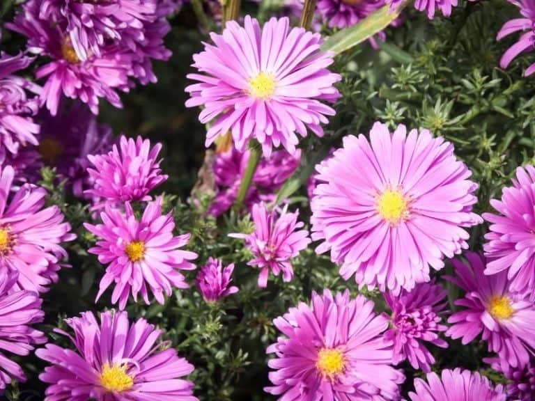 25 Delightful Pink Perennial Flowers For Your Garden