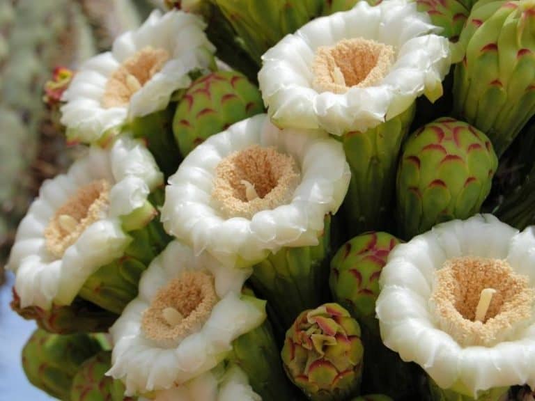 State Flowers List (With Pictures)